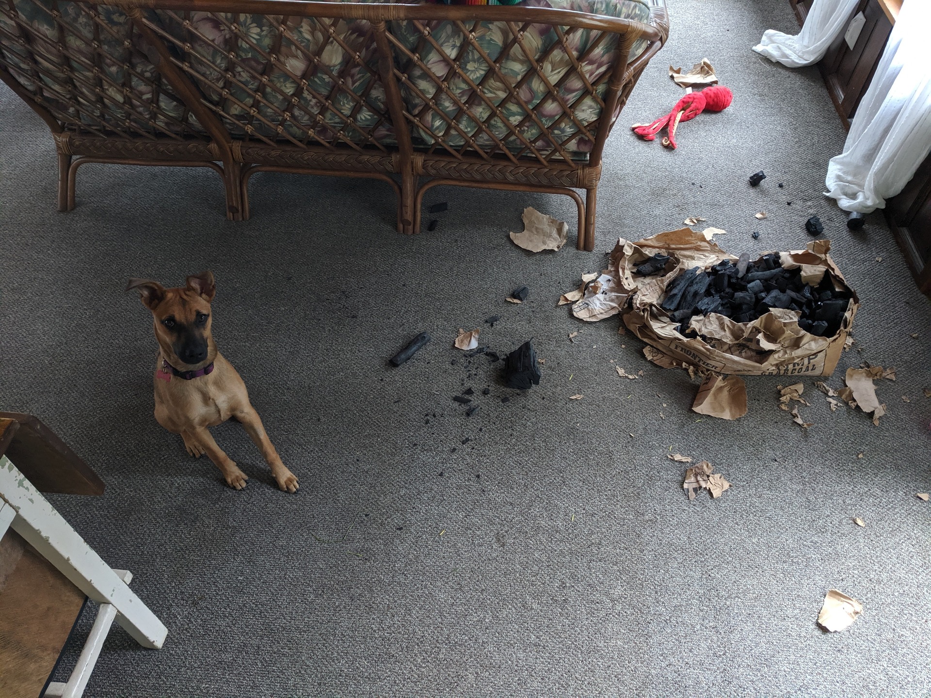 Cómo escribir buenas descripciones de imágenes | Ayuda de X